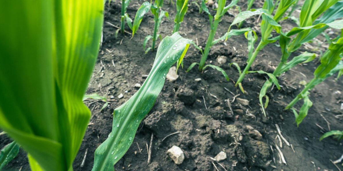 Crop Nutrition 101: Everything Growers Need to Know About Crop ...