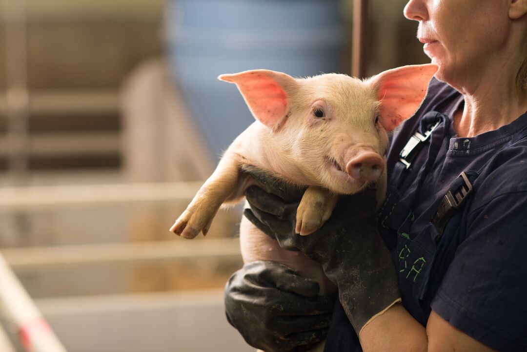 How to Ensure Swine Biosecurity [Video] | FBN
