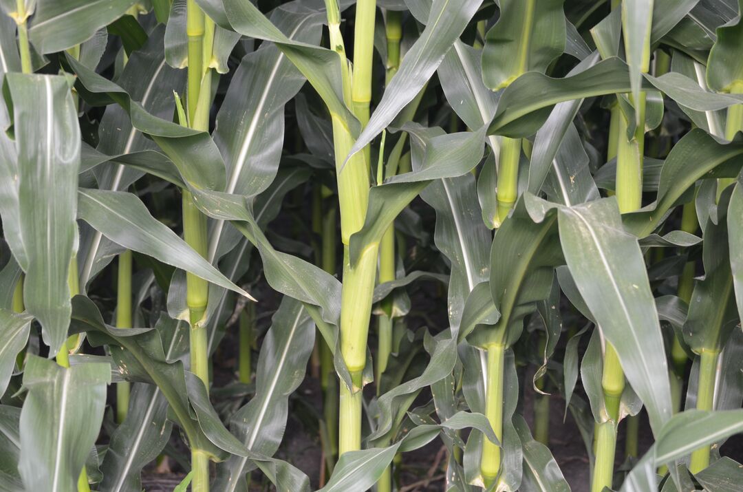 How to Manage Hail Damaged Corn | FBN