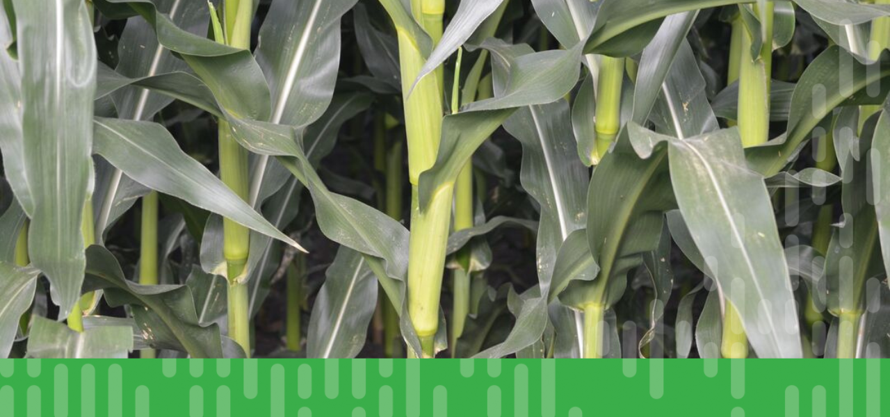 How to Manage Hail Damaged Corn | FBN