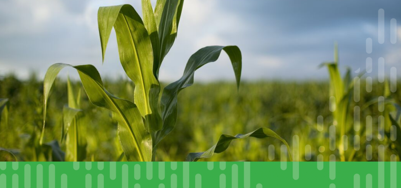 Dicamba 101: Everything Farmers Need to Know About Dicamba | FBN