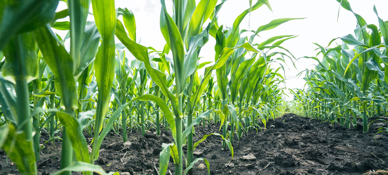 Running Your Own On-Farm Field Trials: DIY Precision Farming Guide | FBN