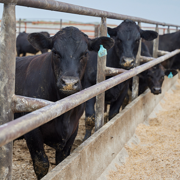 Feed Efficiency Calculator | FBN