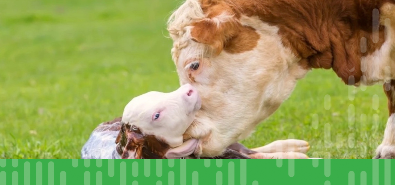4 Advantages of the FBN® Calving Kit | FBN