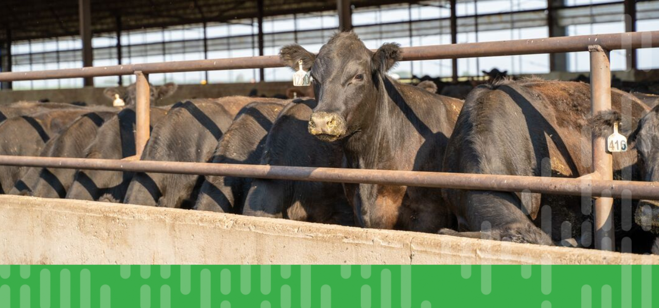 Animal Health Protocols for High- and Low-Risk Cattle [with Video] | FBN