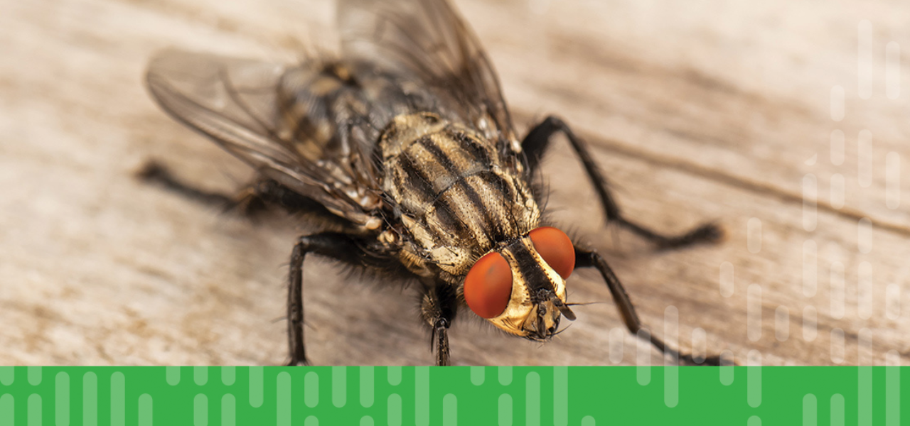 How to Manage the 4 Major Fly Types That Impact Cattle Herds | FBN