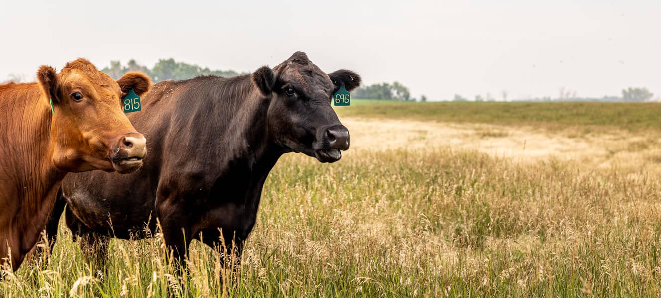 Watch Now: How to Manage Heat Stress in Cattle Webinar | FBN