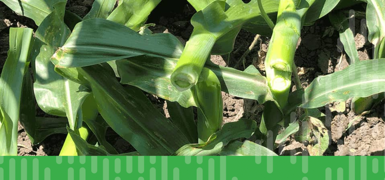 4 Ways to Prevent Lodged Corn | FBN