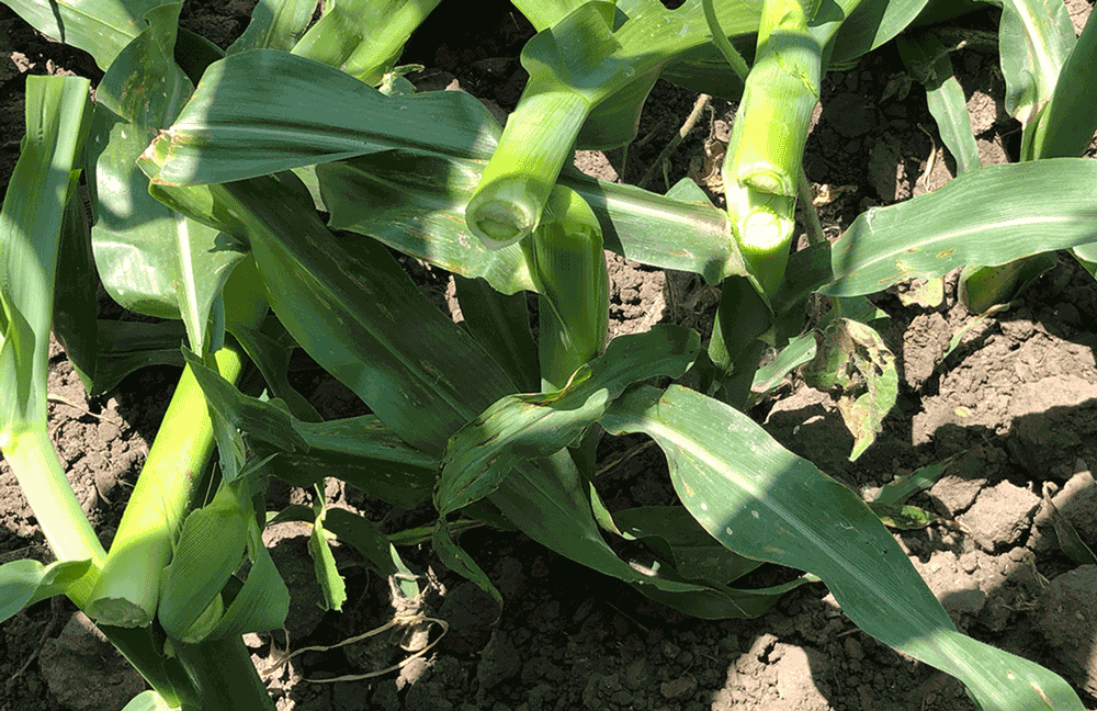 3 Causes of Green Snap in Corn | FBN