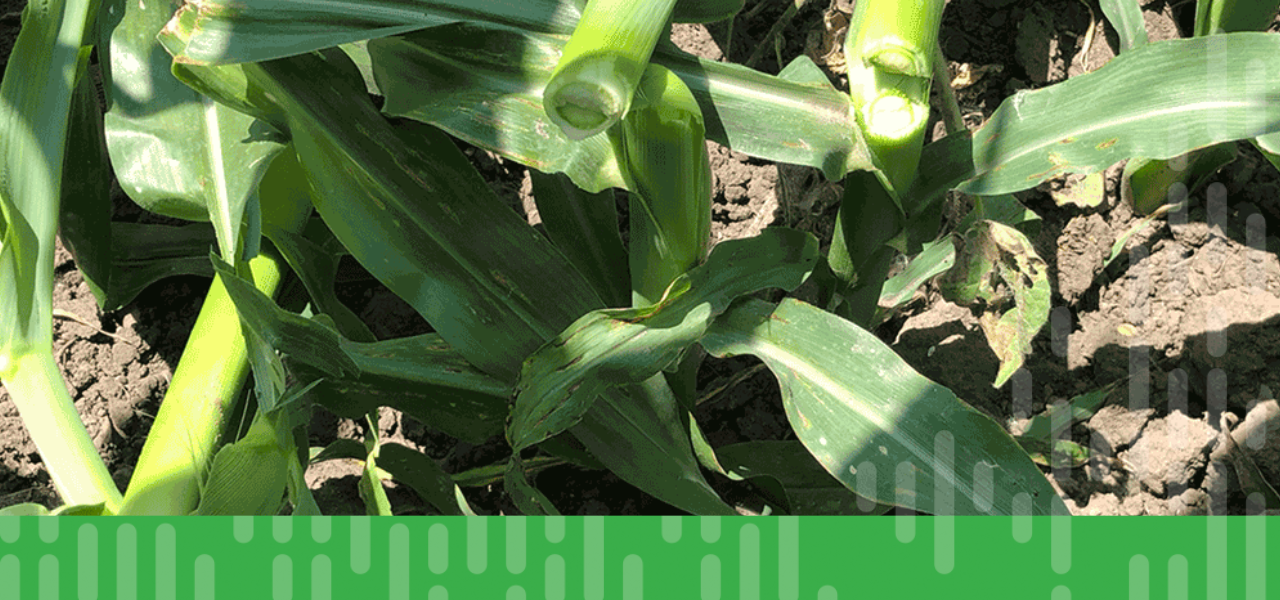 3 Causes of Green Snap in Corn | FBN