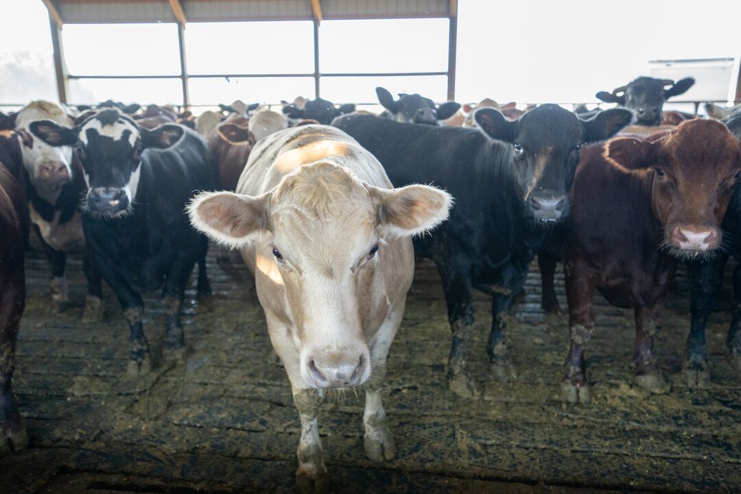 Day-to-Day Cattle Health Management Strategies [Video] | FBN