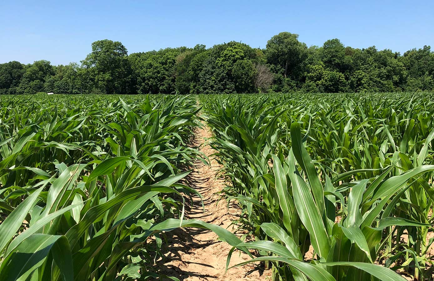 Think You Can’t Control Weeds in Conventional Corn? Think Again | FBN