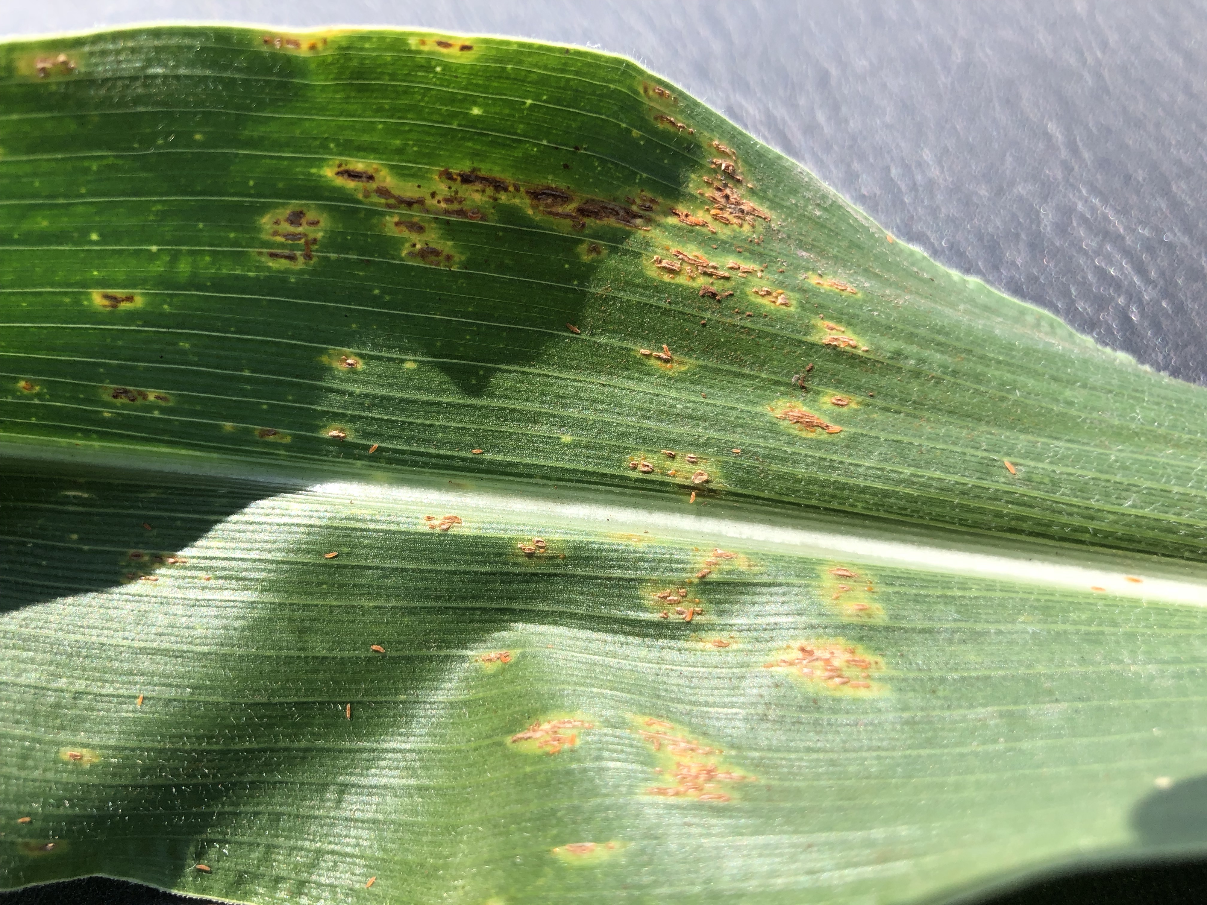 How to Identify Southern Rust vs. Common Rust | FBN