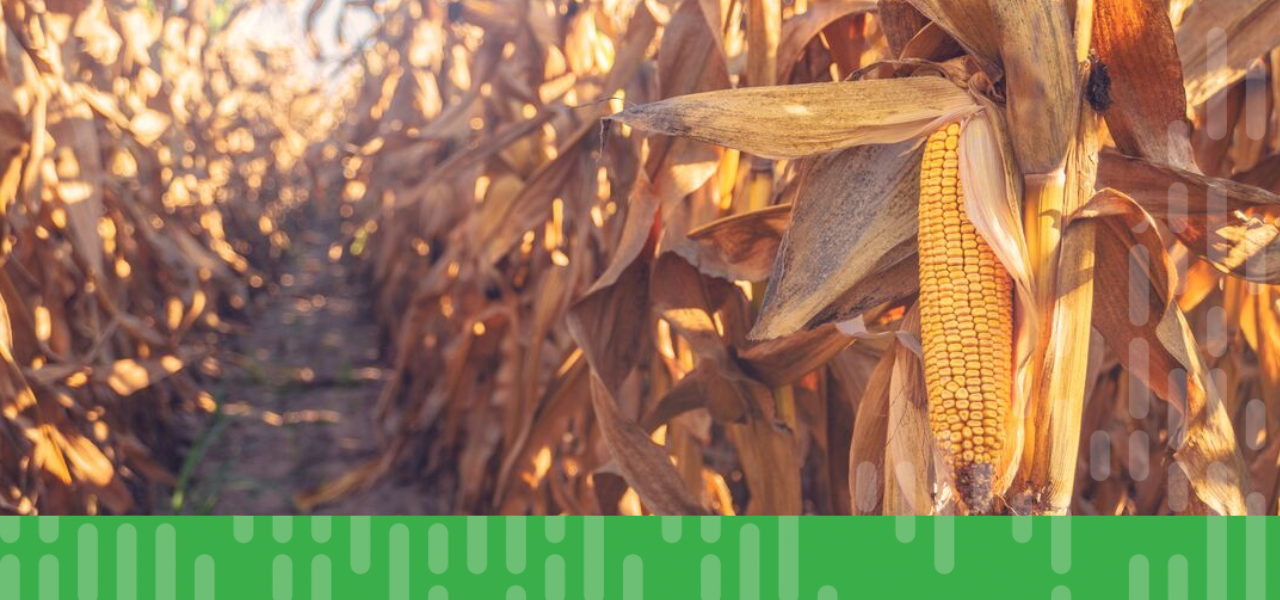 How to Optimize Crop Decisions in Dry Weather or Drought Conditions | FBN