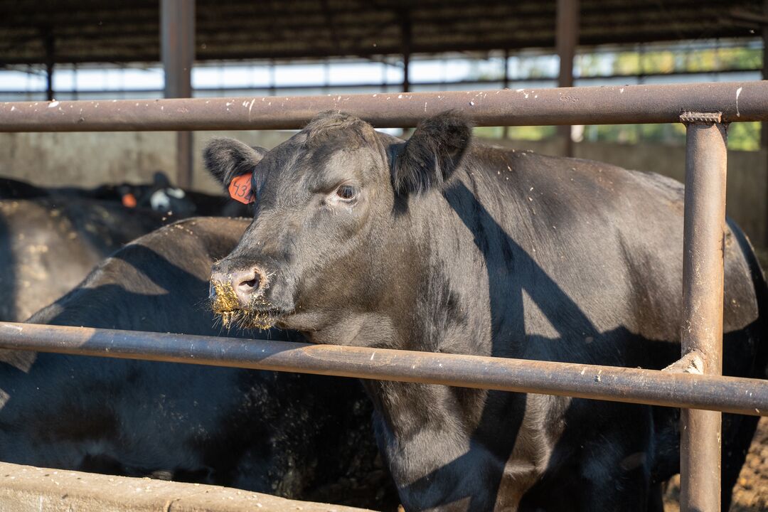 Why Manure Management Matters [Video] | FBN