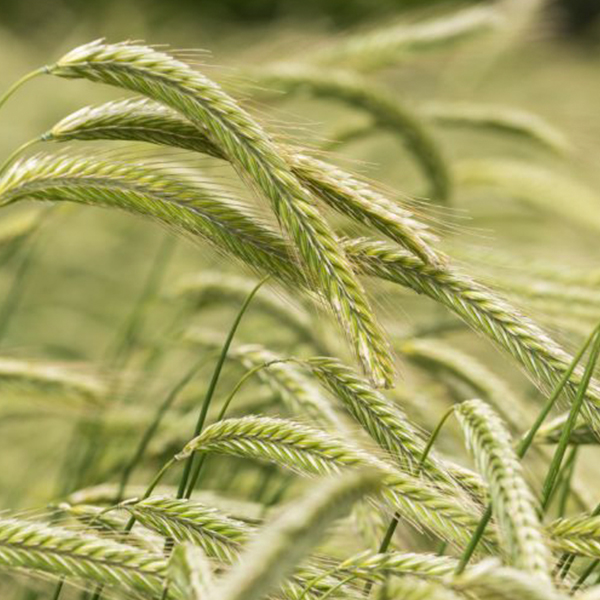 KWS Hybrid Rye Guide | FBN