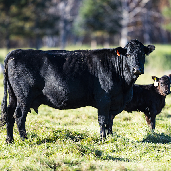 FBN Calving Guide | FBN