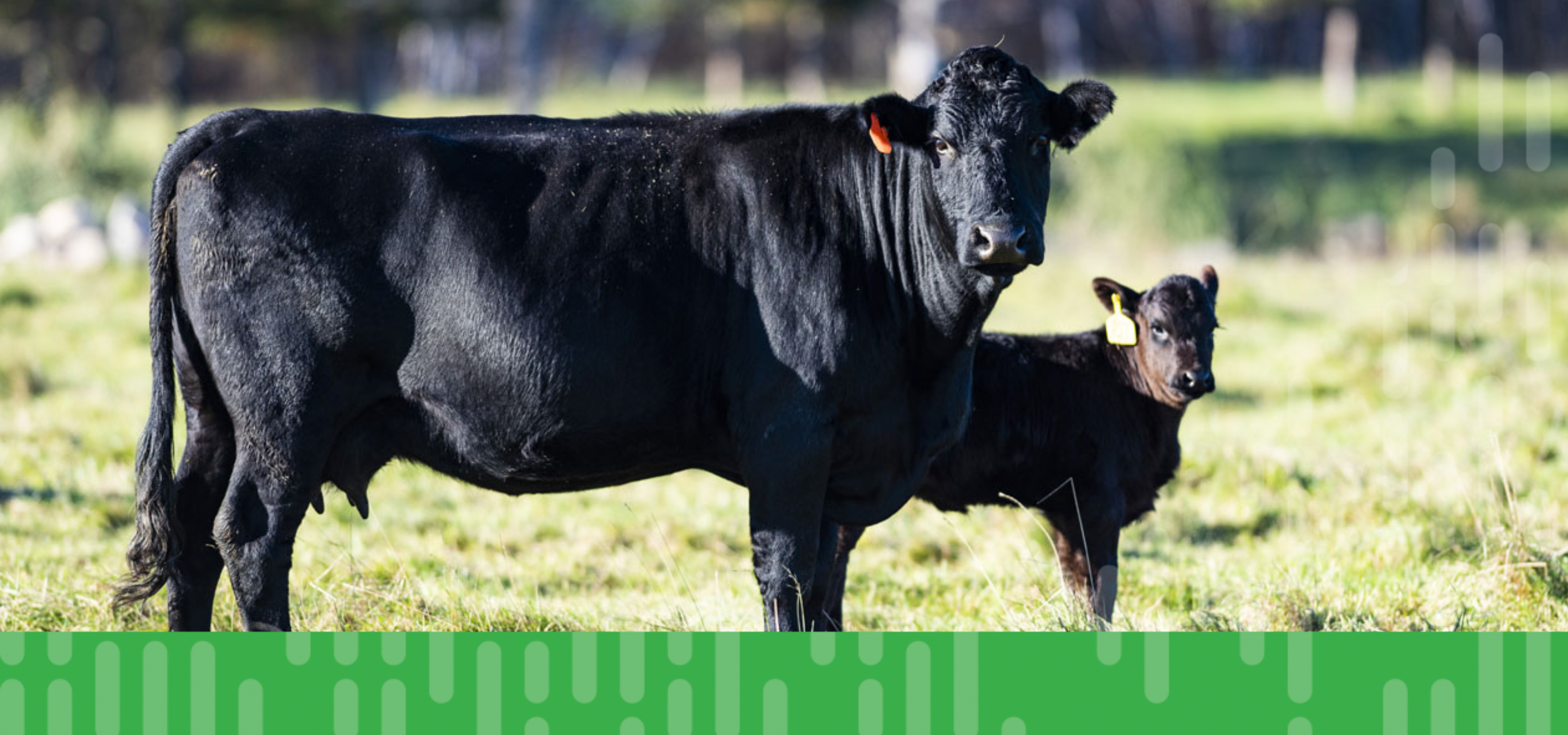 Get Ready For Calving Season with the FBN® Calving Guide | FBN