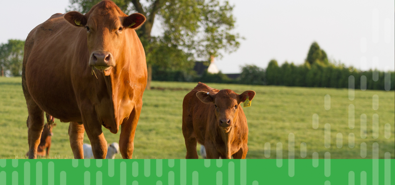 Calving 101: How to Prevent Common Calving Problems and Improve Calf ...