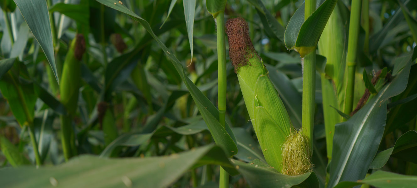 4 Things to Consider in Corn Seed Selection | FBN