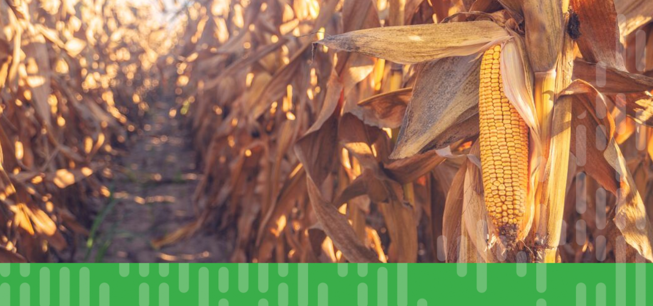 Acetochlor 101: Everything Farmers Need to Know About Acetochlor | FBN