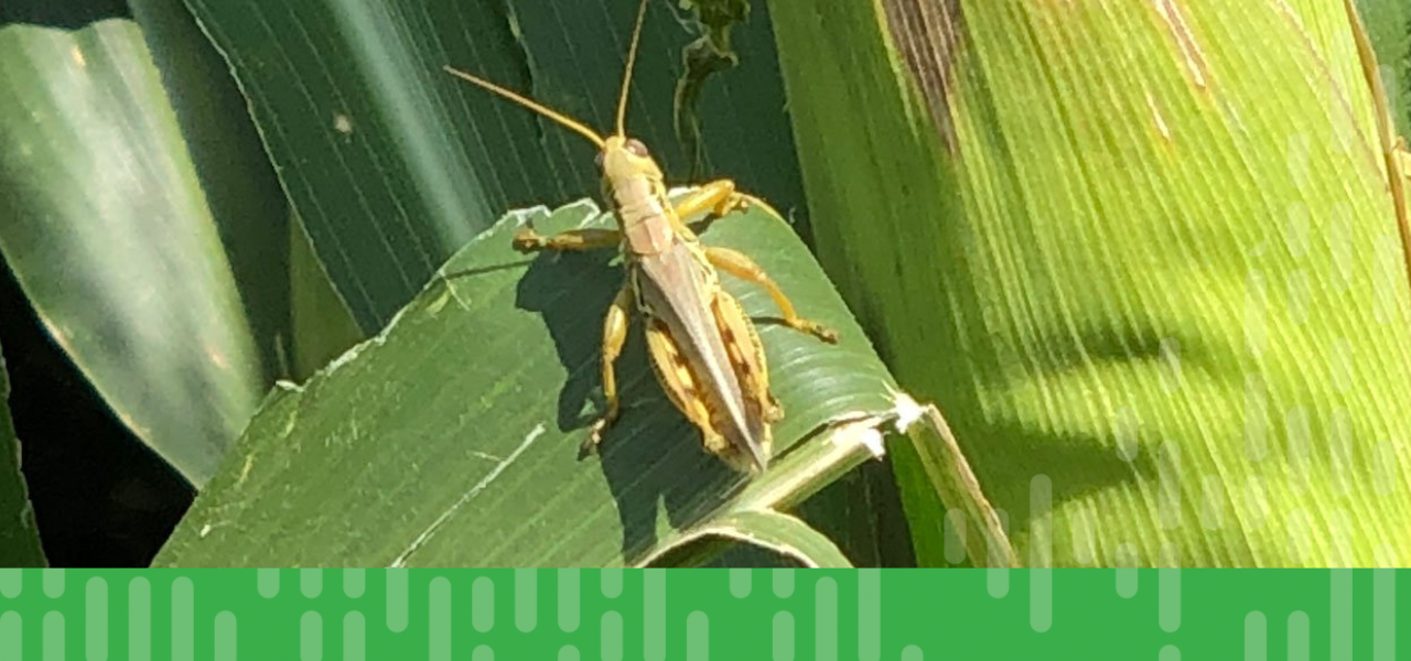 Grasshoppers Expected to Hit Western U.S. Fields This Season | FBN