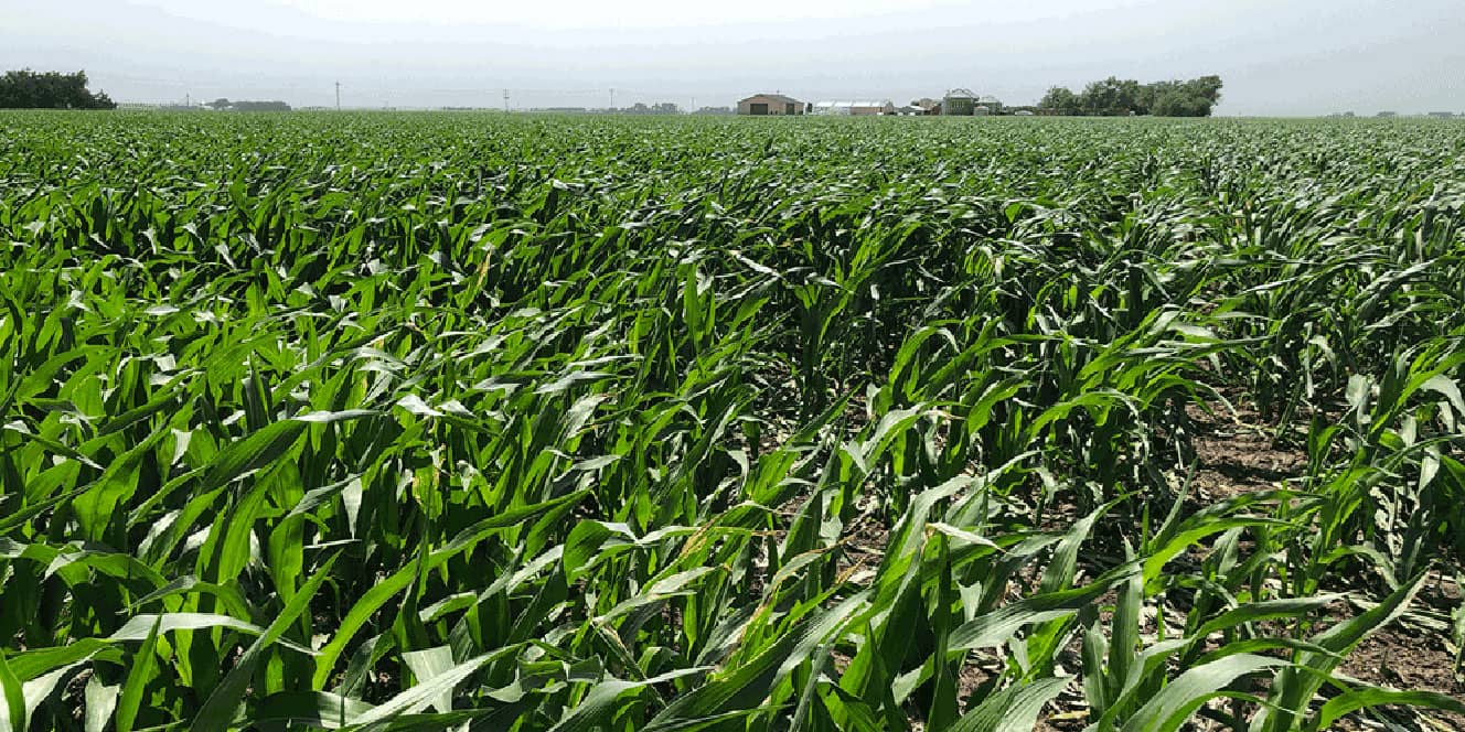 6 Tips to Effectively Harvest Lodged Corn | FBN