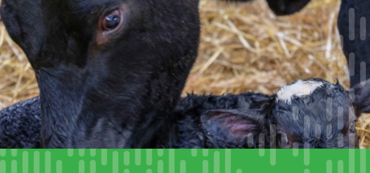 4 Best Practices for Assisting Cows During Calving (Includes Video) | FBN