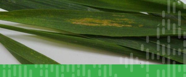 How to Manage Tan Spot in Wheat | FBN