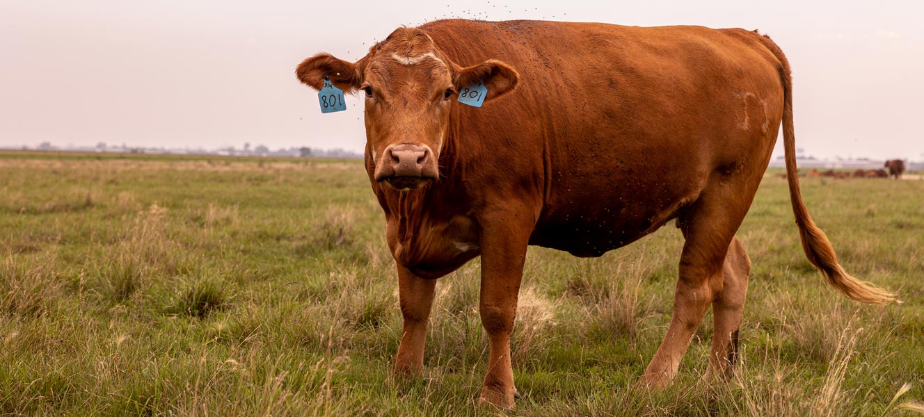 How Does Cow Body Condition Impact Reproductive Performance? | FBN